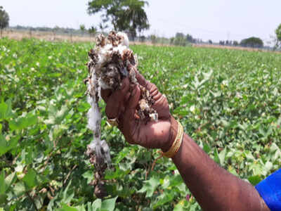 Cotton farmers worry as rodents destroy their crops | Trichy News ...