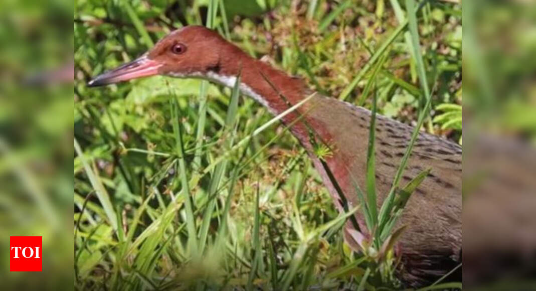 A bird that went extinct 136,000 years ago has returned 'from the dead ...