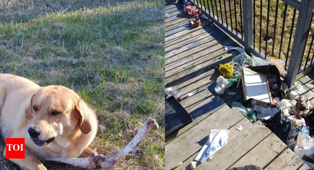 'Corrupt' dog accepting bones for trash has everyone in fits - Times of ...