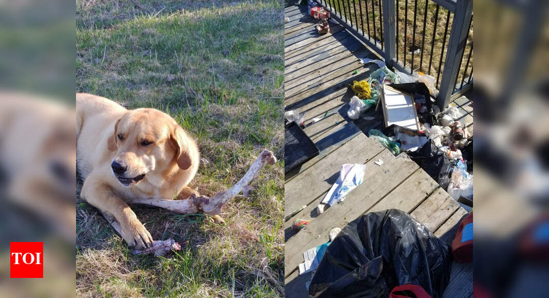 'Corrupt' dog accepting bones for trash has everyone in fits - Times of ...