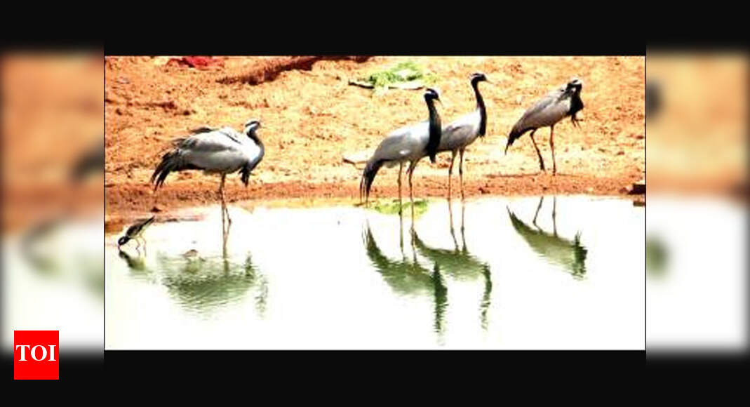 Migratory birds to battle heat in Rajasthan | Jaipur News - Times of India
