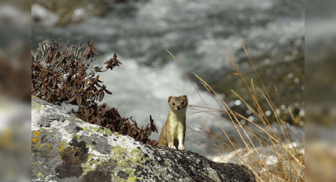 Dachigam National Park, Srinagar, Srinagar - TimesTravel