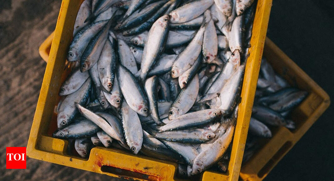 Ahead of ban, fish prices go up in Goa | Goa News - Times of India