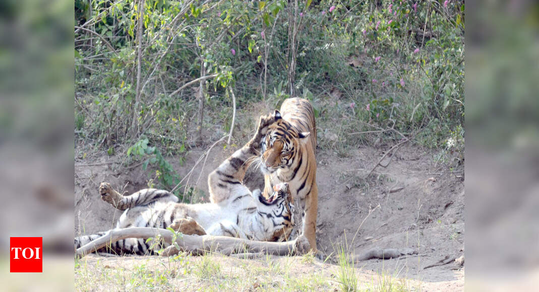 Bandipur safari to begin from entrance gate | Mysuru News - Times of India