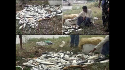 Thousands of fish electrocuted as electric wire falls into pond ...