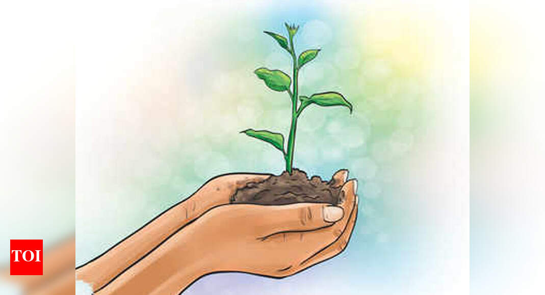 10 lakh trees to be planted again, but how many will survive? | Surat ...