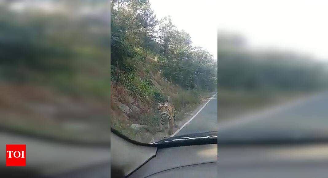Video of tiger near Kaliasot dam goes viral | Bhopal News - Times of India
