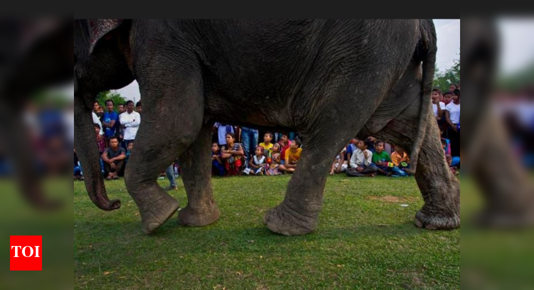 In Sasaram, it’s BJP vs Cong, but there’s an elephant in the room ...