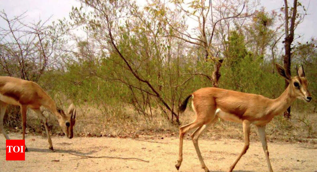 chinkara sanctuary: Karnataka: Chinkara sanctuary at Tumakuru notified ...