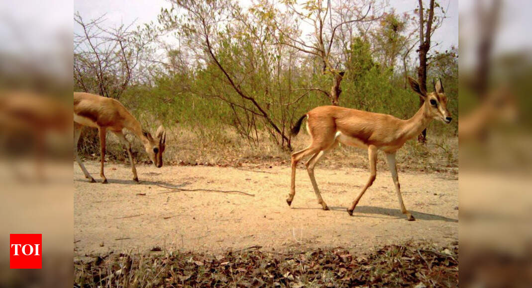 Chinkara Sanctuary: Karnataka: Chinkara sanctuary at Tumakuru notified ...