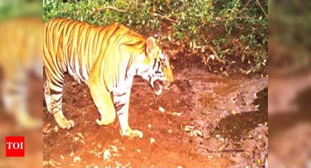 In a first, forest department camera traps record tiger at Mahavir ...
