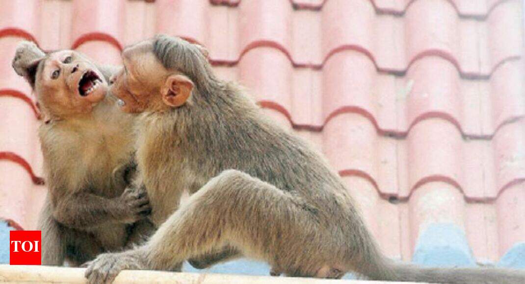 10-year-old girl sustains injuries after monkey bites her | Chennai ...