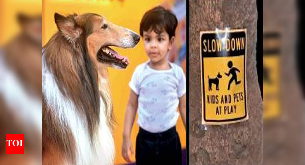'Go Slow... Pets At Play' posters jump out at rash drivers | Navi ...
