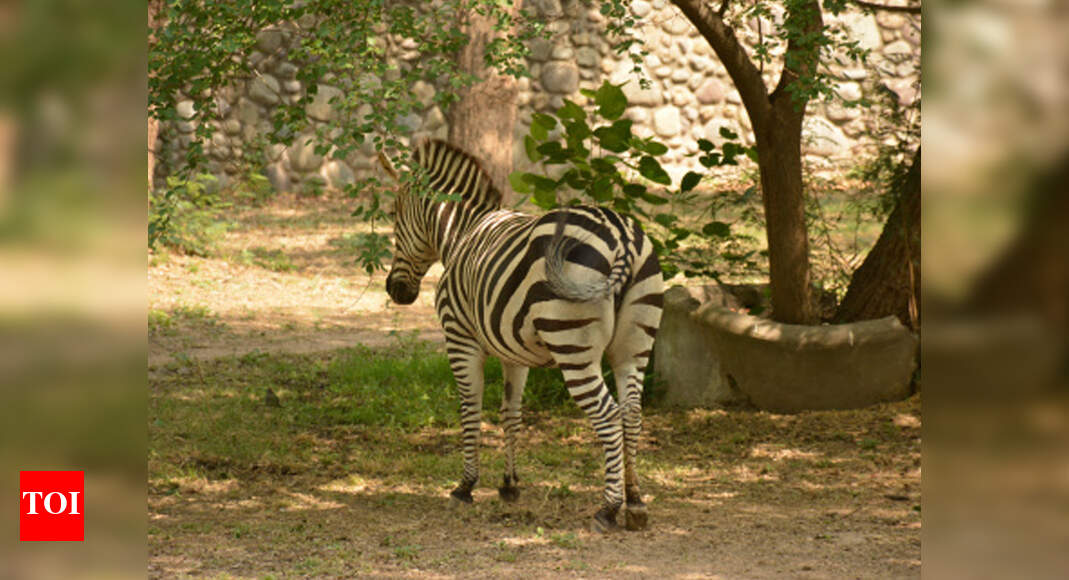 Chhatbir zoo all set to get exotic animals from Africa | Chandigarh ...