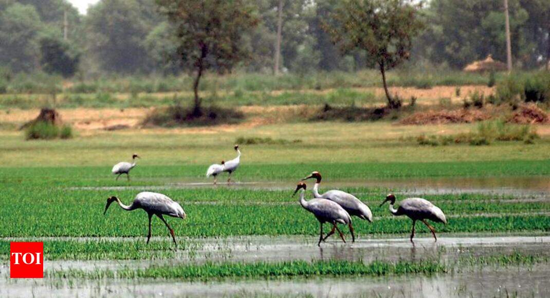 Dhanauri Waterbody Area Reduced In Forest Department s Plan Say dhanauri-waterbody-area-reduced-in-forest-department-s-plan-say