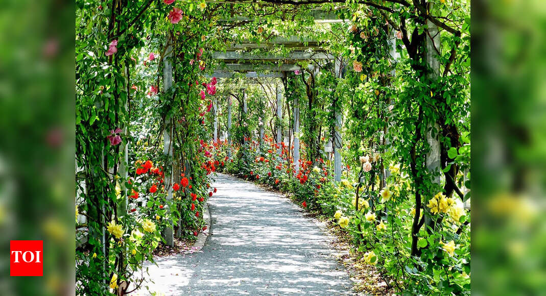 City to get 2 parks with med plants | Lucknow News - Times of India