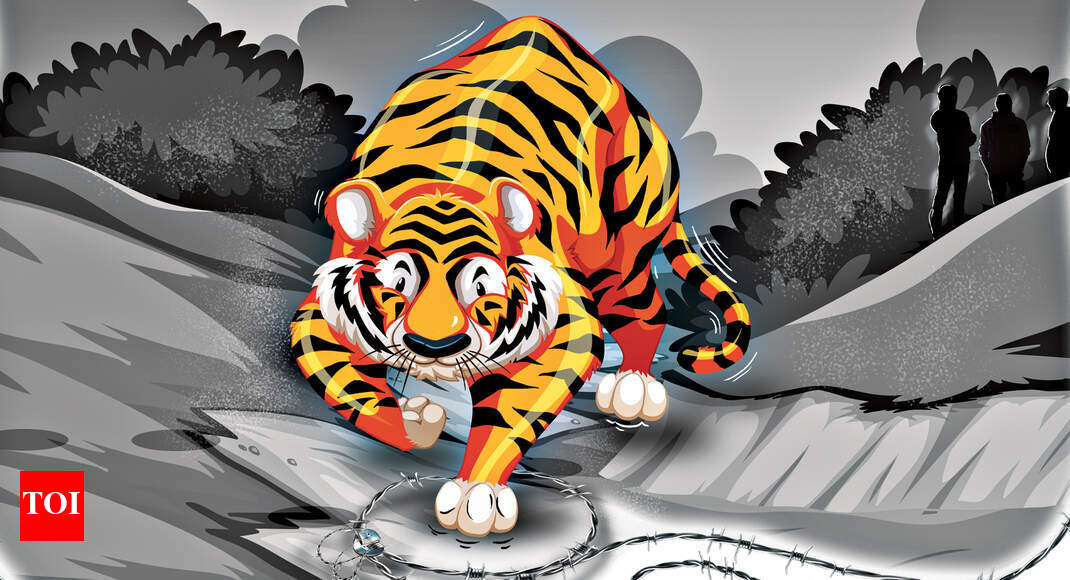 How tigers caught in traps are suffering slow deaths - Times of India