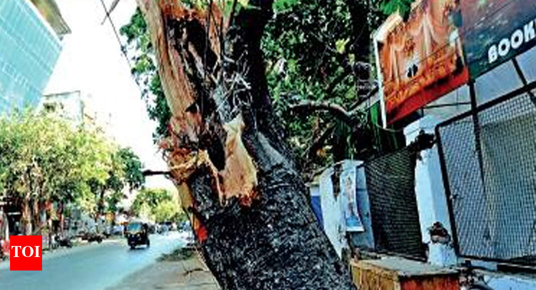 After battling for life for five days, man hurt in Andheri tree fall ...
