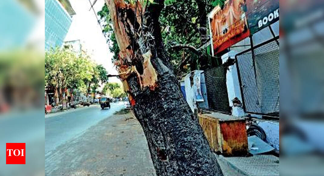 After battling for life for five days, man hurt in Andheri tree fall ...