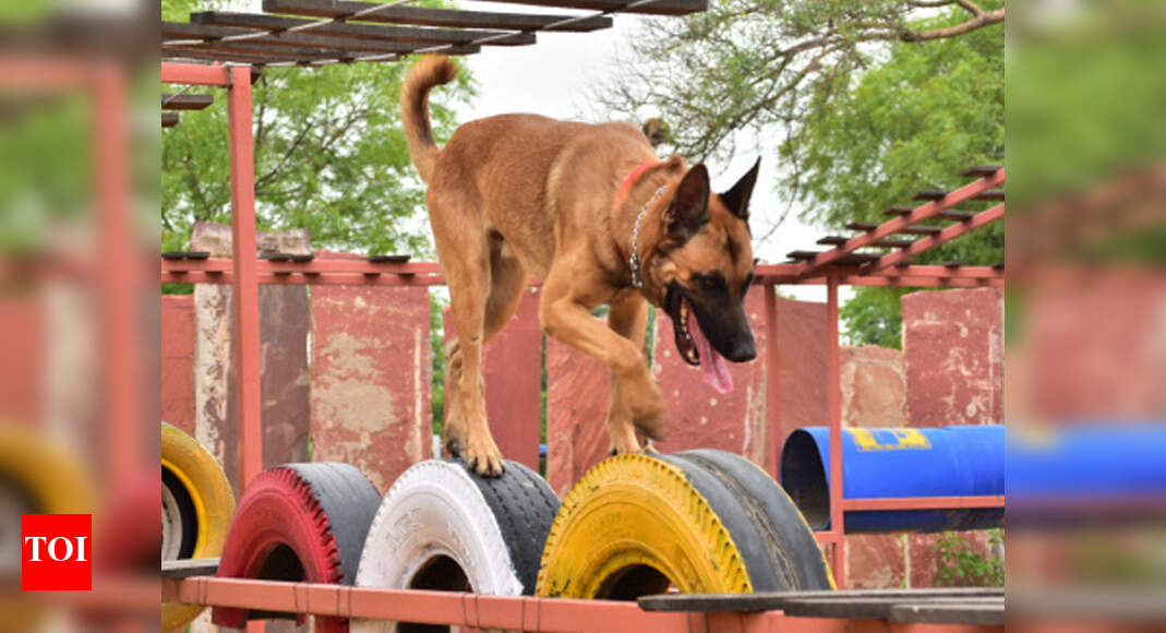 Now, a retirement home for Kerala police dogs | Kochi News - Times of India