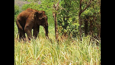 Kolhapur: Forest department guides stray elephant back to forest ...