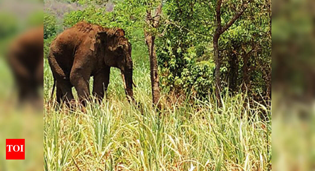 Kolhapur: Forest department guides stray elephant back to forest ...