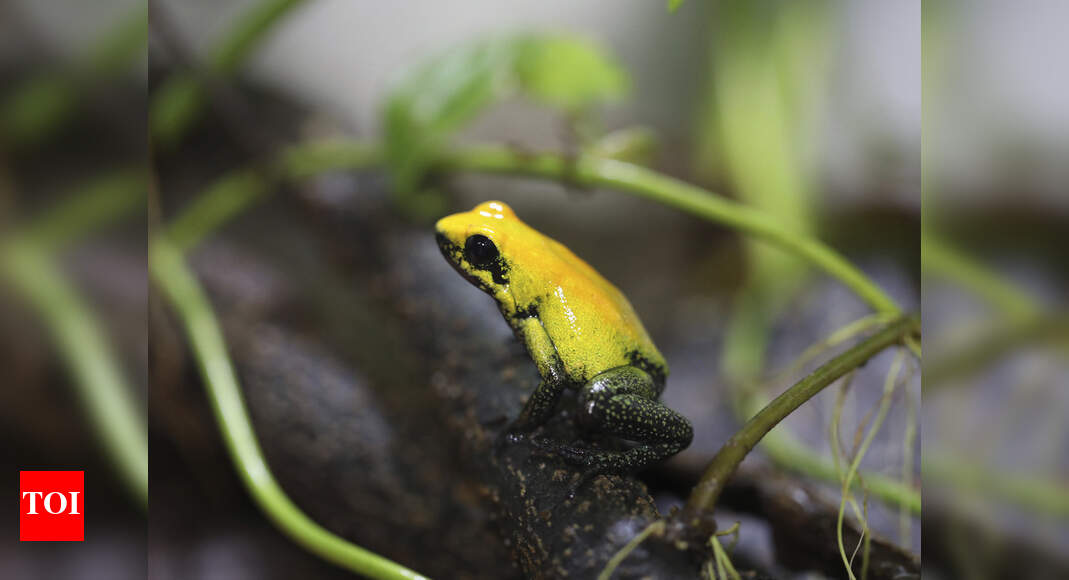 Light pollution may harm amphibians: Study - Times of India