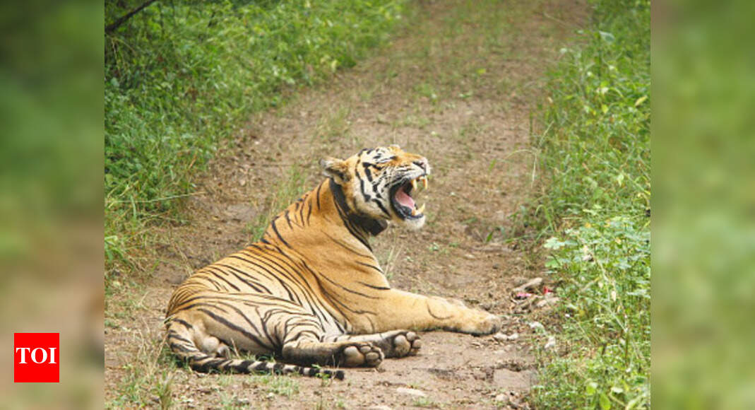 CS holds meet over shifting of villages from 3 tiger reserves | Jaipur ...