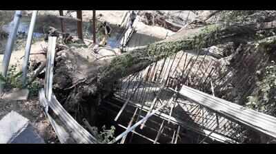 Meanwhile, 2 old trees collapse as roots are cut deliberately | Nagpur ...