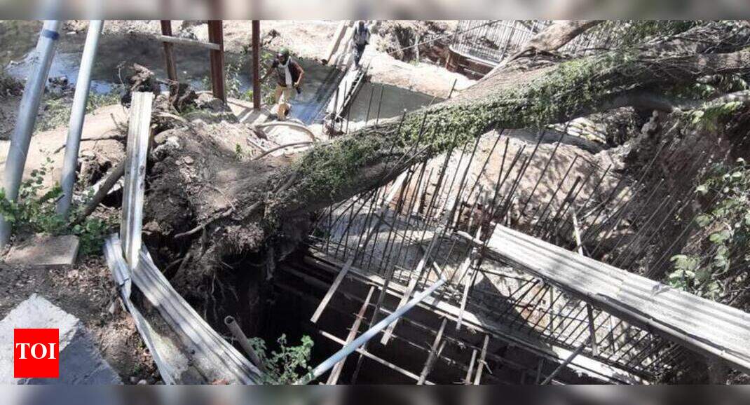 Meanwhile, 2 old trees collapse as roots are cut deliberately | Nagpur ...