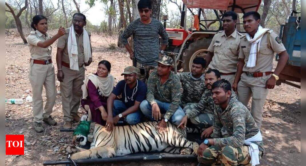 Dreaded Brahmapuri tigress E1 tranquillized, captured | Nagpur News ...