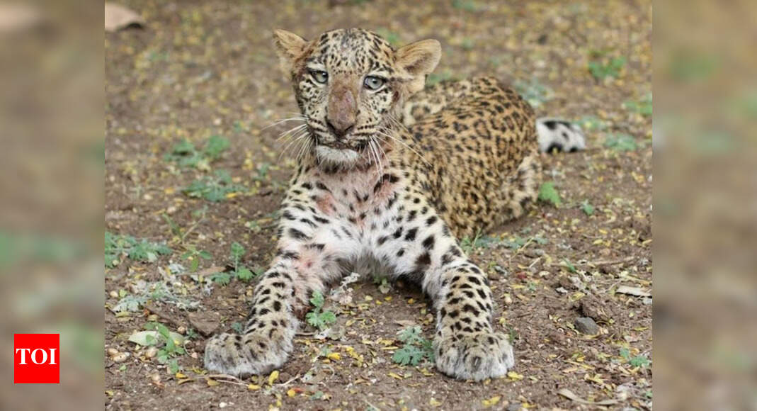 Paralyzed Leopard Cub Ok Now: Mumbai: Leopard cub, paralyzed in mishap ...