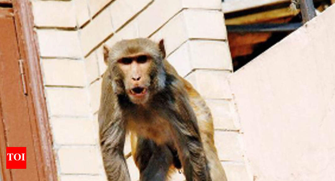 Bareilly: Attacked by monkey, 40-year-old woman falls off terrace, dies ...