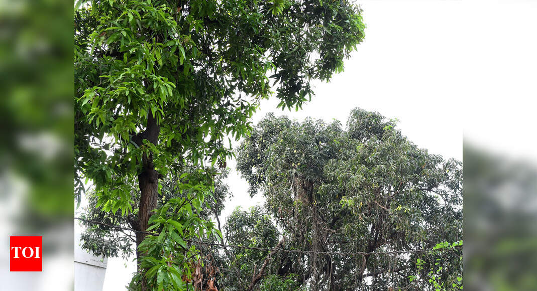 Organisations plan to seek ‘heritage’ tag for trees | Hyderabad News ...