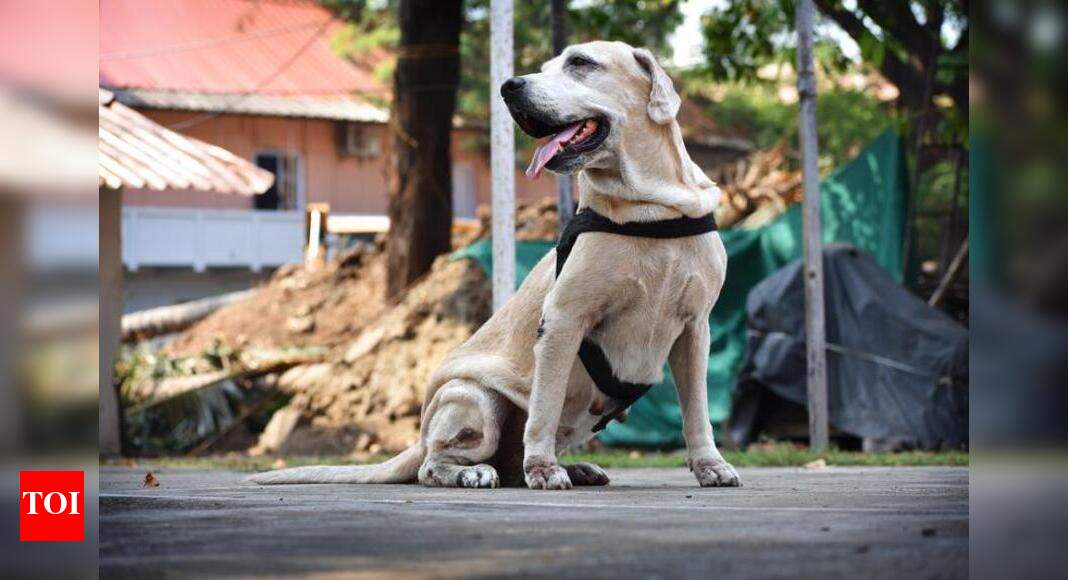 After 10 years’ service, Kerala police dog Happy gets an extension ...