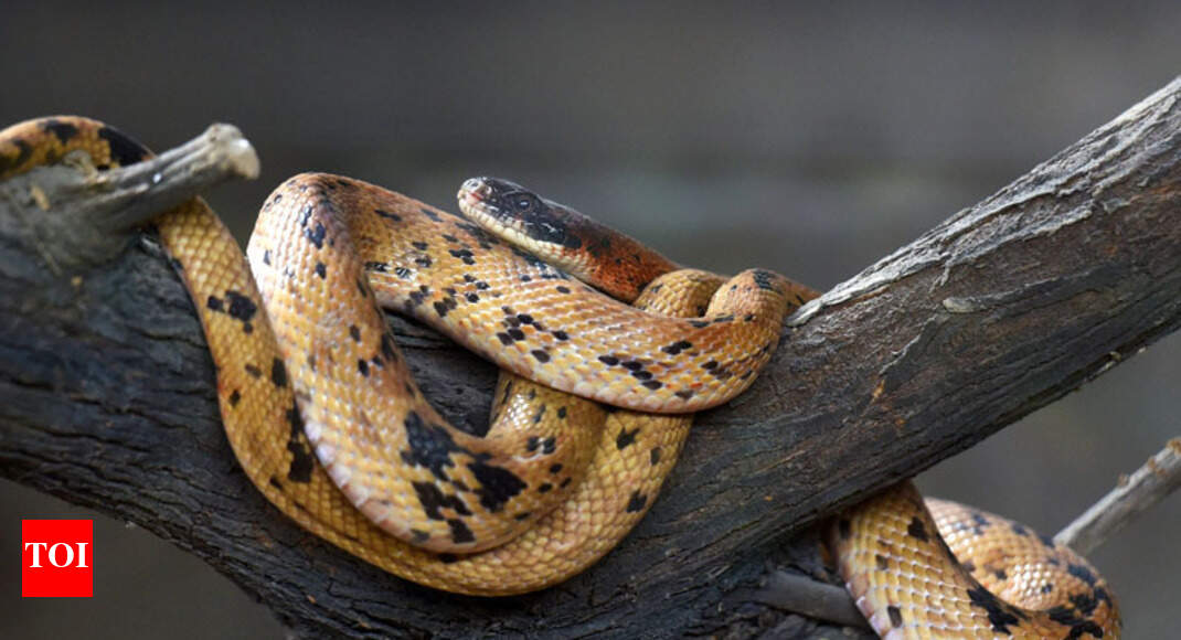 12-year-old boy dies of snake bite | Chandigarh News - Times of India