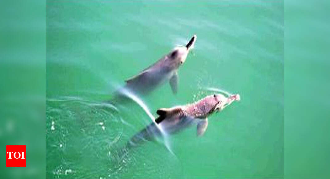 Gujarat makes splash as India's dolphin capital | Ahmedabad News - Times of India