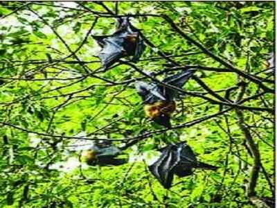 Nipah: In-depth study on fruit bats needed, says experts | Kochi News ...