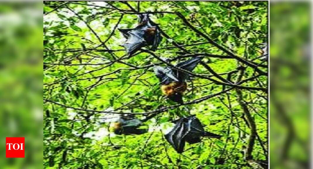 Nipah: In-depth study on fruit bats needed, says experts | Kochi News ...
