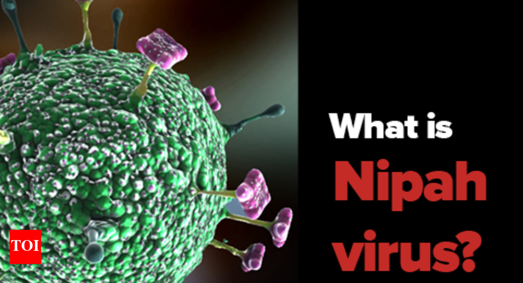Infographic: Nipah virus: All you wanted to know | India News - Times of India