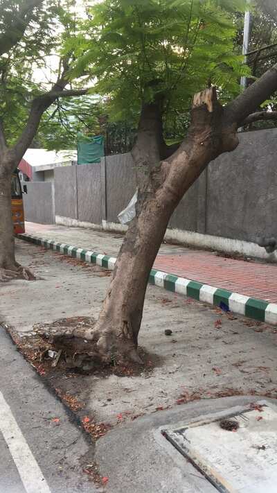 Falling Tree Hazard - Times of India