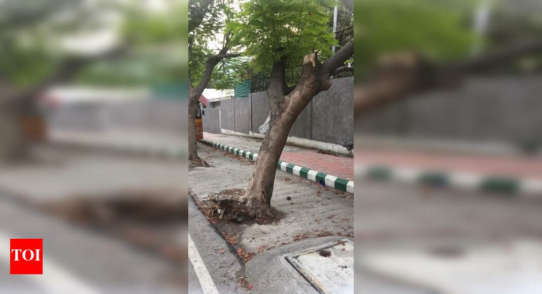 Falling Tree Hazard - Times of India