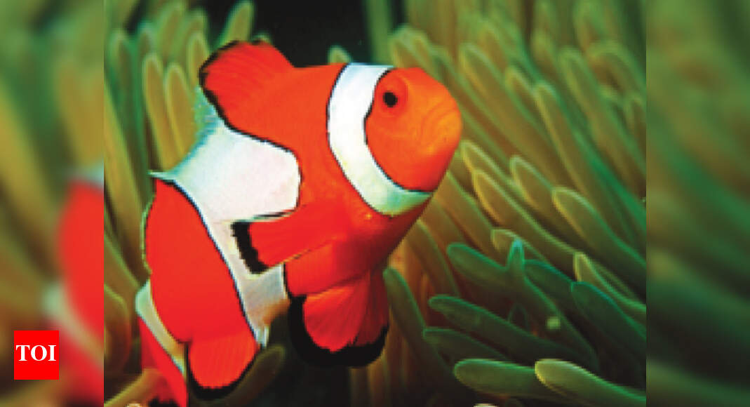 Maharashtra's first marine ornamental fish hatchery opens | Mumbai News ...
