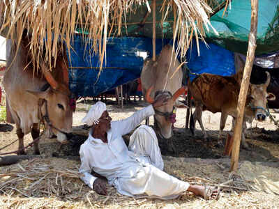 Photos: As water sources dry up, cattle camps are now home for 50,000 ...