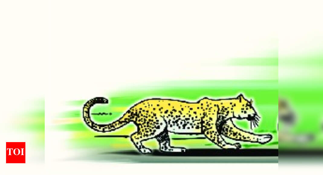Two injured in second leopard attack in 3 days at Sinnar | Nashik News - Times of India