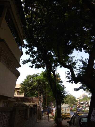 one sided tree trimming - Times of India