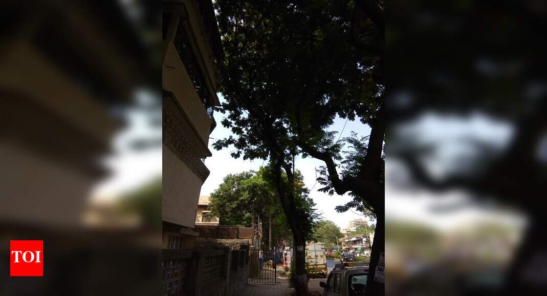 one sided tree trimming - Times of India