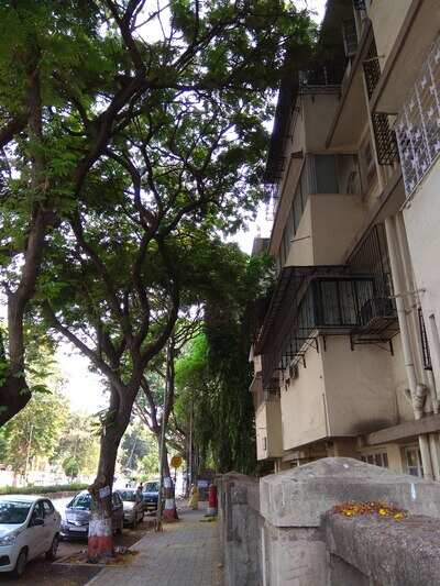 one sided tree trimming - Times of India