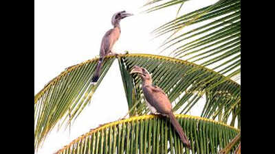 Led by humble gardener, humans bond to save Chandigarh’s state bird ...