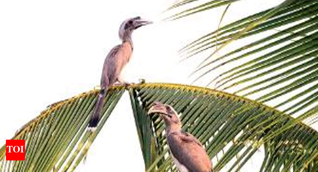 Led by humble gardener, humans bond to save Chandigarh’s state bird ...